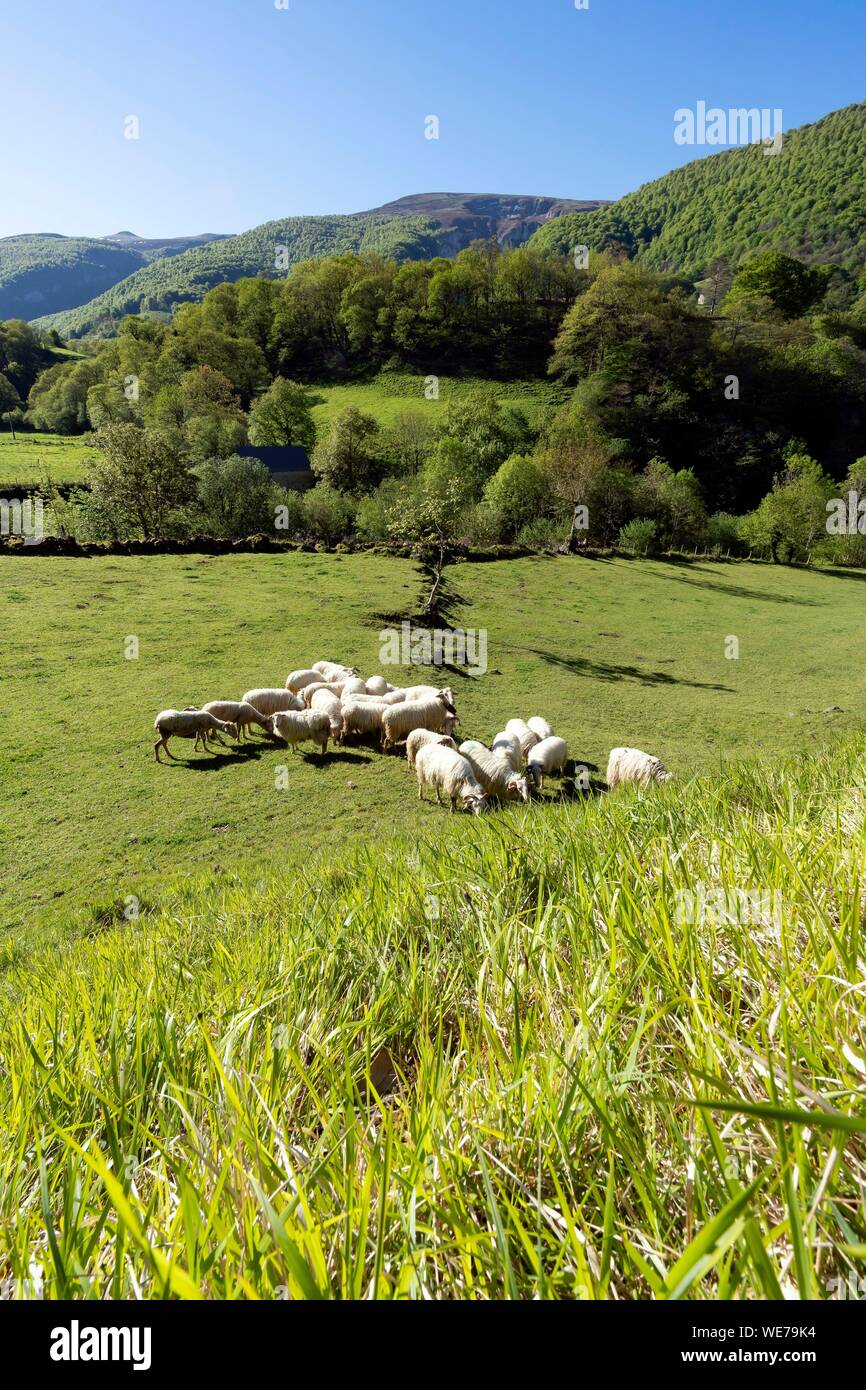 Number sheep hi-res stock photography and images - Alamy