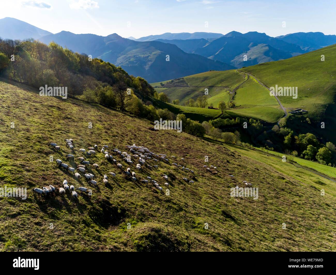 Number sheep hi-res stock photography and images - Alamy