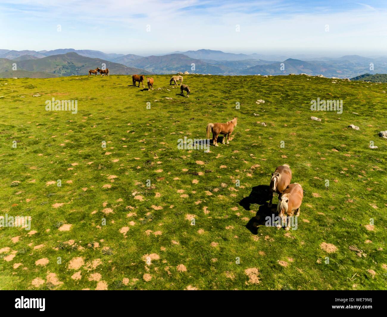 Group of animals aerial hi-res stock photography and images - Alamy