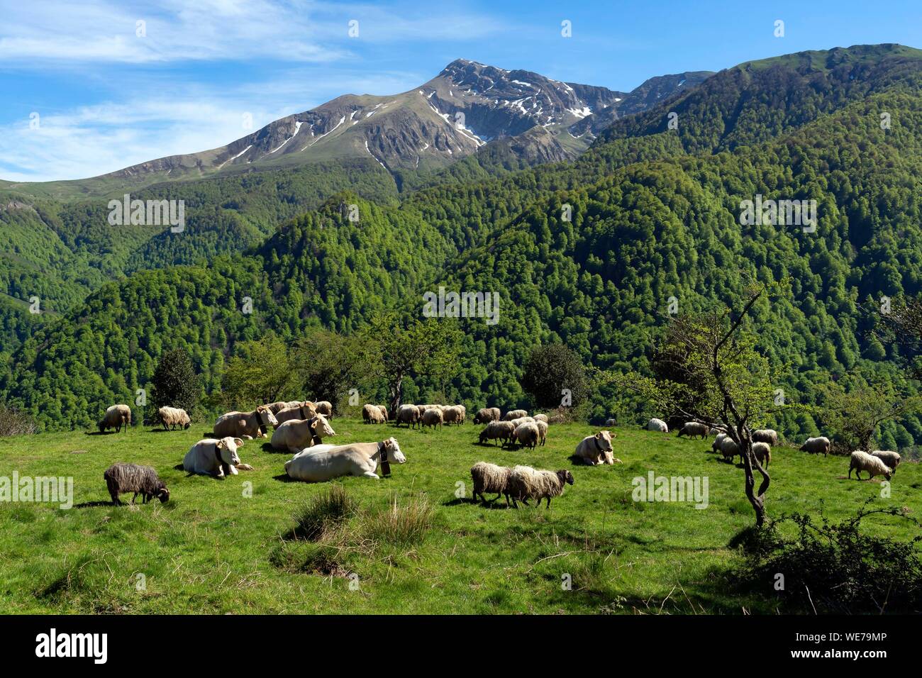 Animals of the pyrenees hi-res stock photography and images - Alamy