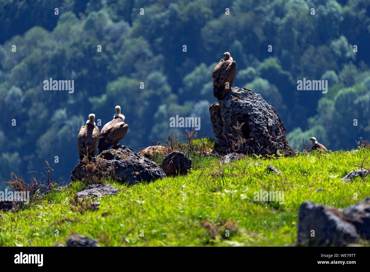 Pyrenees birds hi-res stock photography and images - Alamy