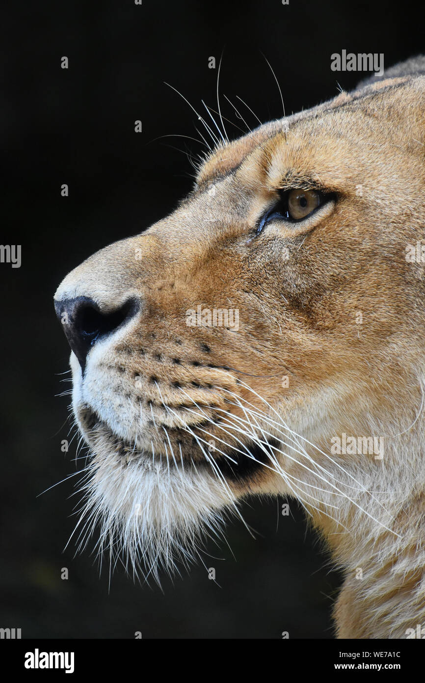 Lioness side profile wild hi-res stock photography and images - Alamy
