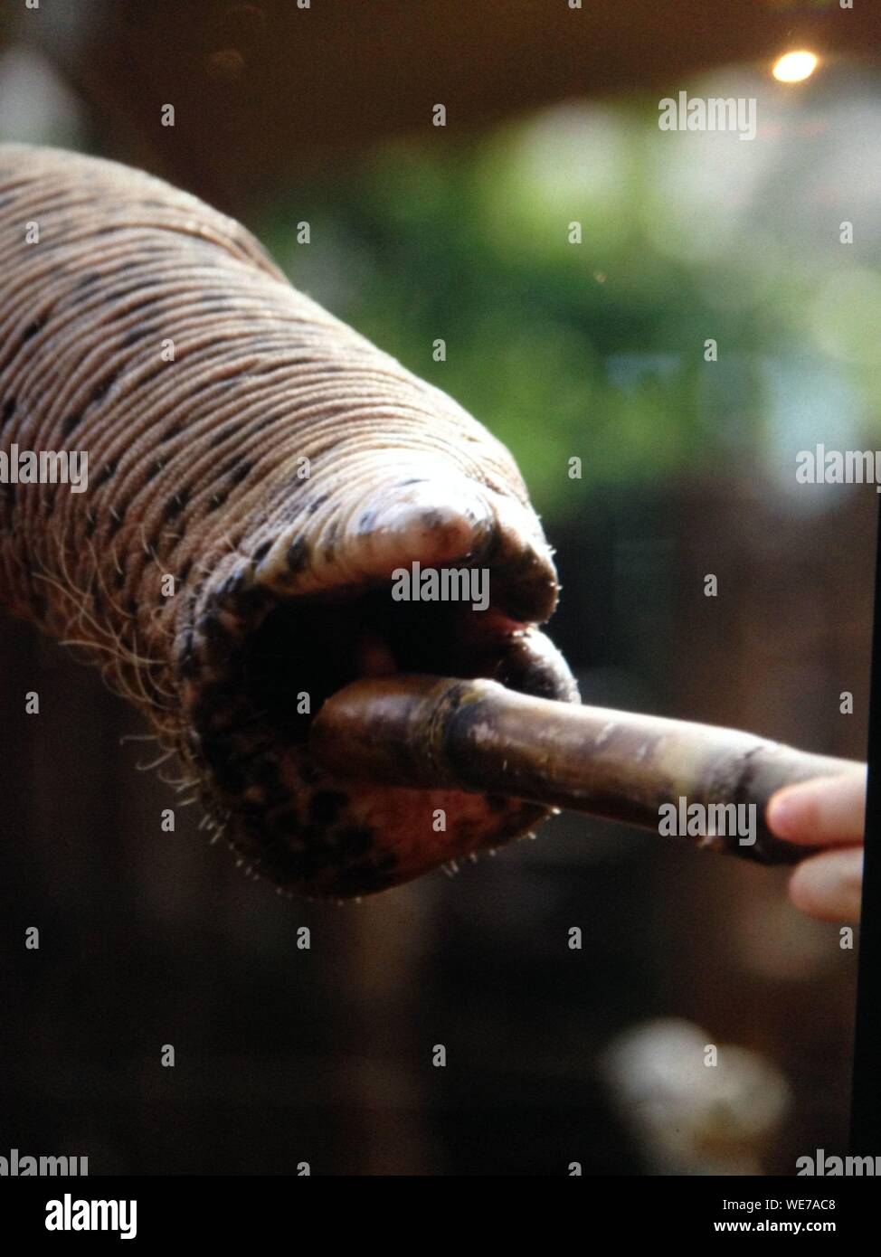 Elephant holding stick hi-res stock photography and images - Alamy