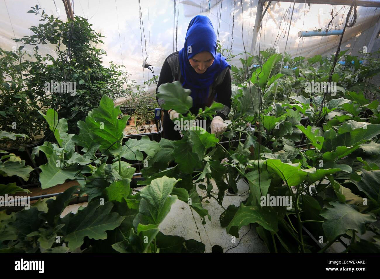 Beit Hanoun, The Gaza Strip, Palestine. 29th Aug, 2019. Palestinian ...