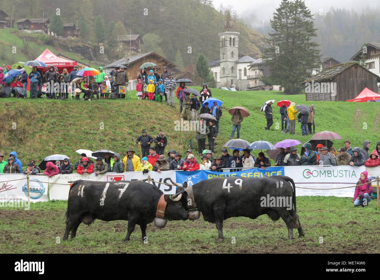 Chalet cows hi-res stock photography and images - Alamy