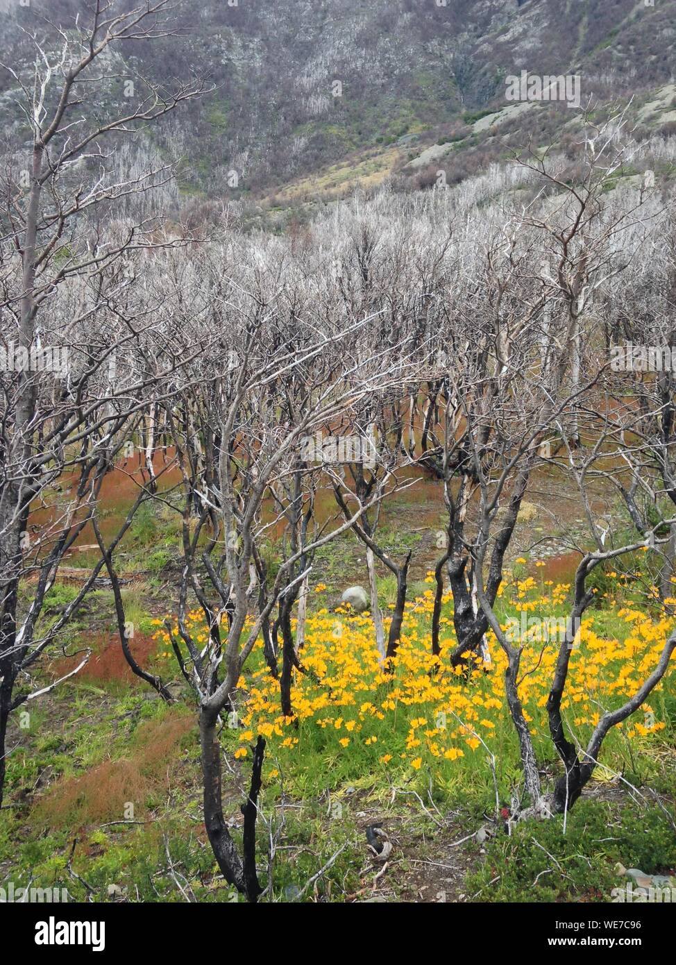 Trees and its branches hi-res stock photography and images - Alamy
