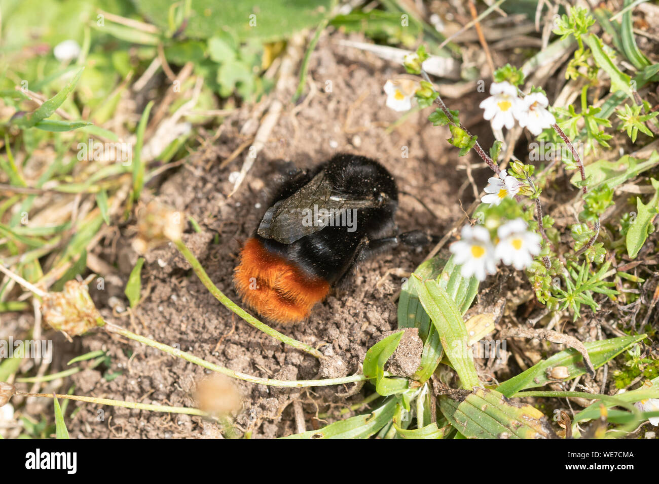 Red tailed bumblebees nest hi-res stock photography and images - Alamy