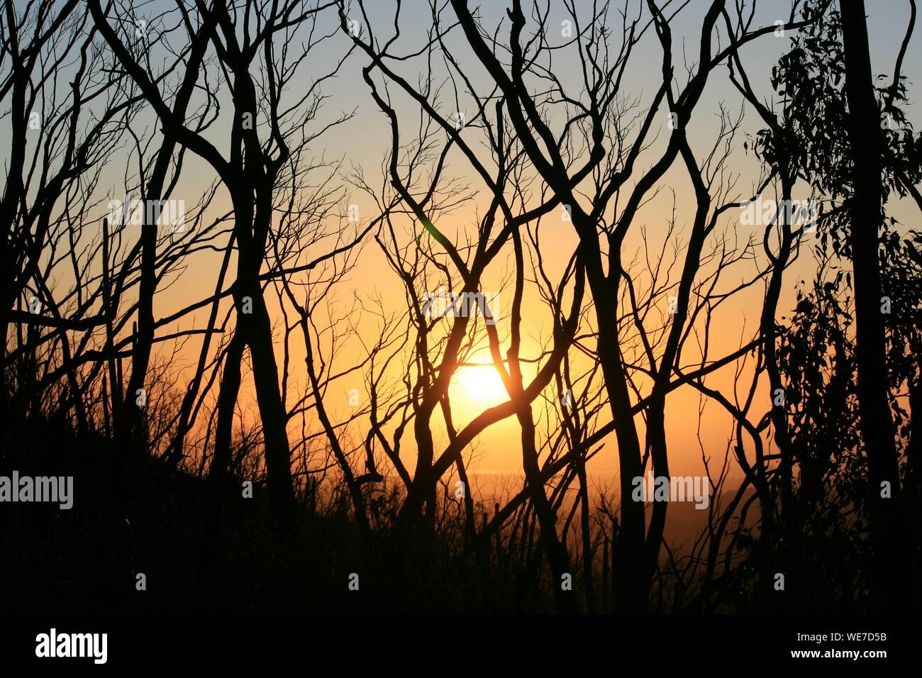 Tree trunks silhouette hi-res stock photography and images - Alamy
