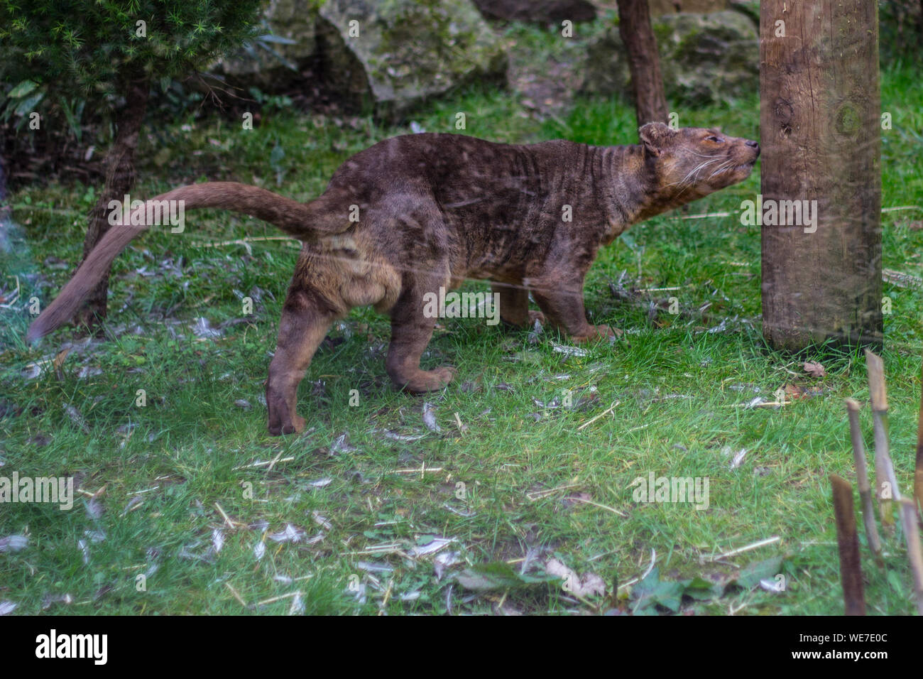 Fossa animal hi-res stock photography and images - Alamy