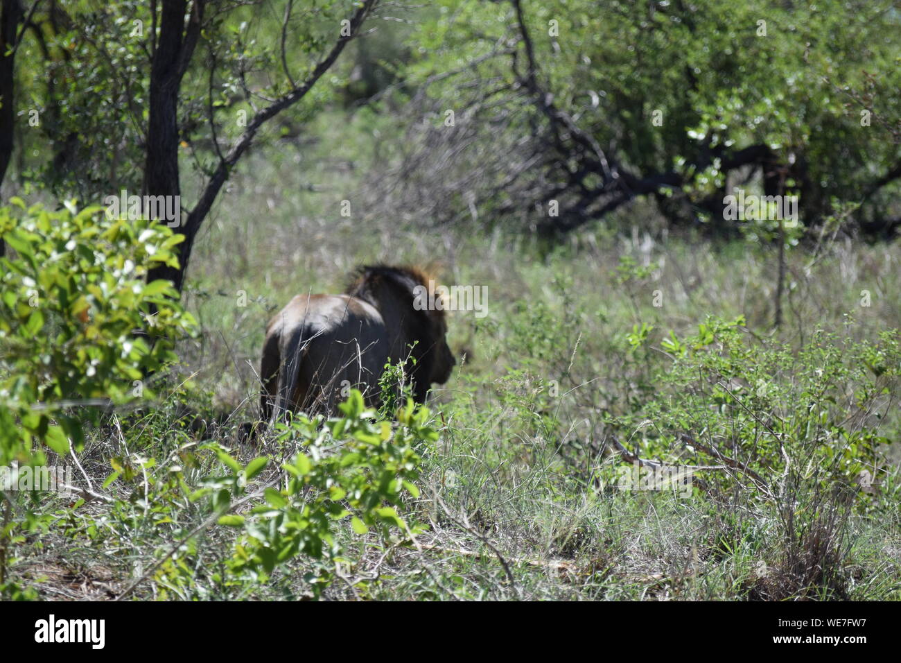 Rear view lion hi-res stock photography and images - Alamy