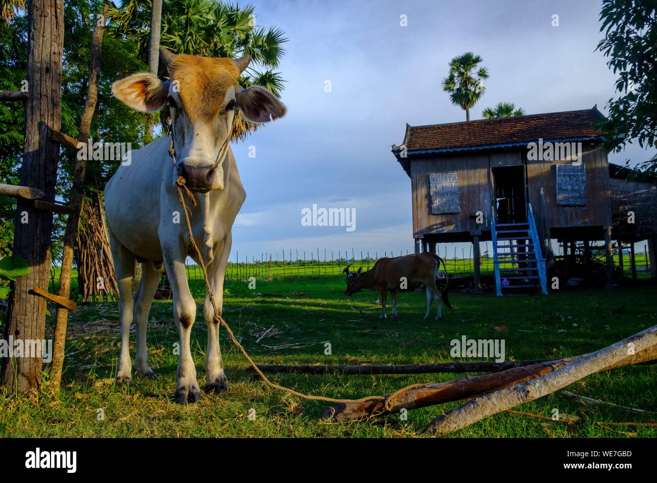 Cambodia, Kompong Thom province, Kompong Thom or Kampong Thom ...