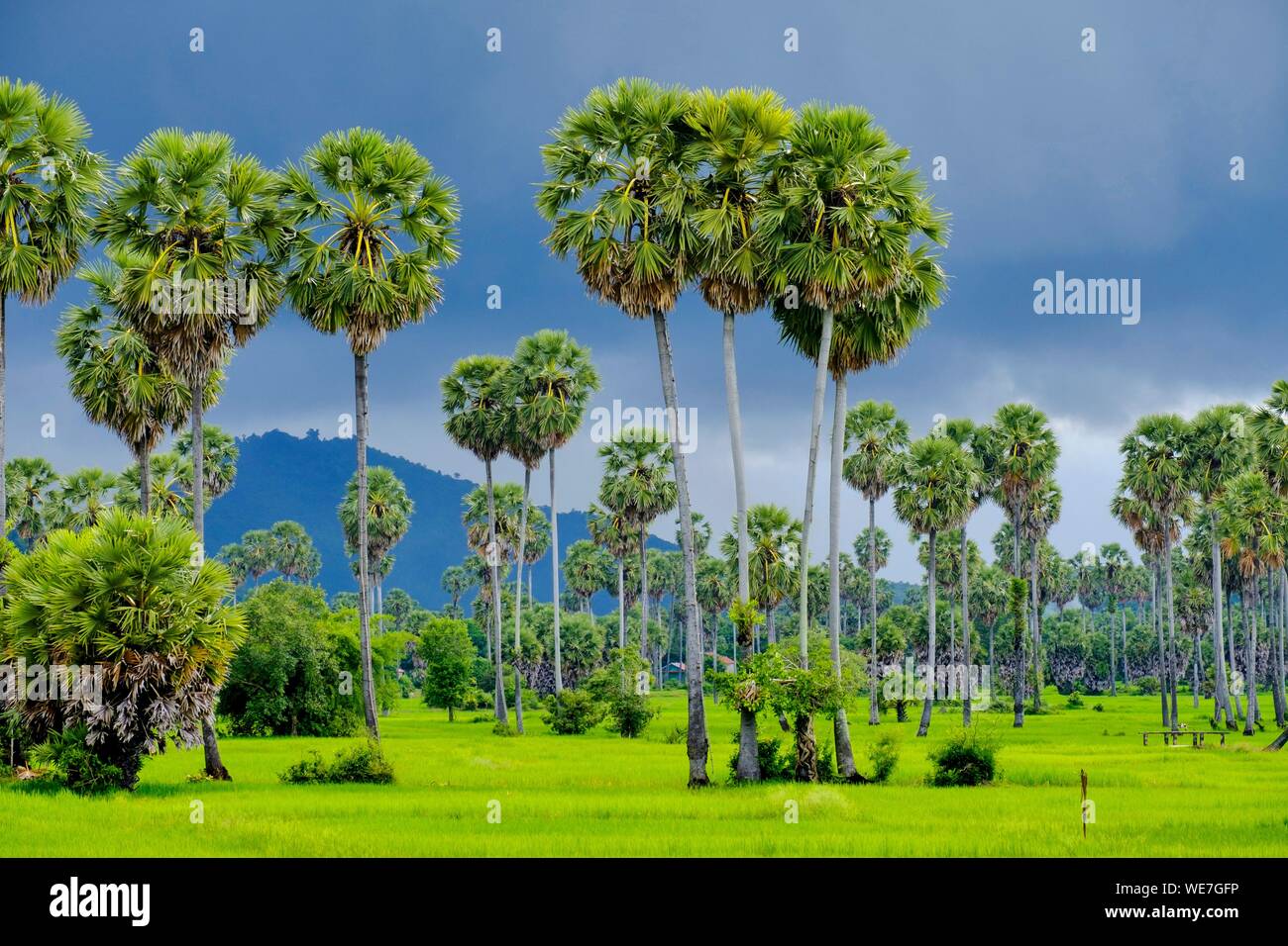 Cambodia, Kompong Chhnang or Kampong Chhnang, palm trees Stock Photo ...