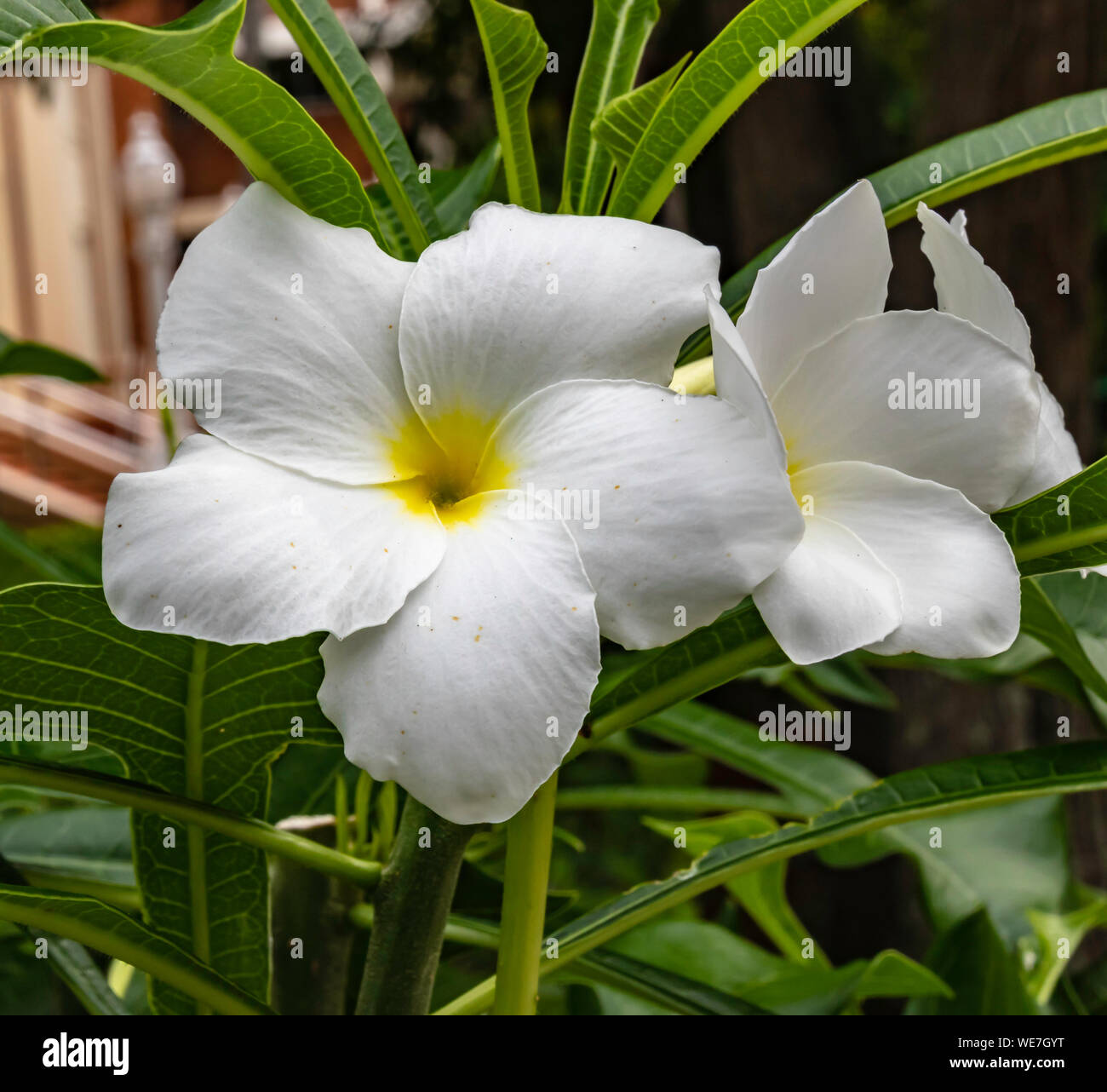 White wloers hi-res stock photography and images - Alamy