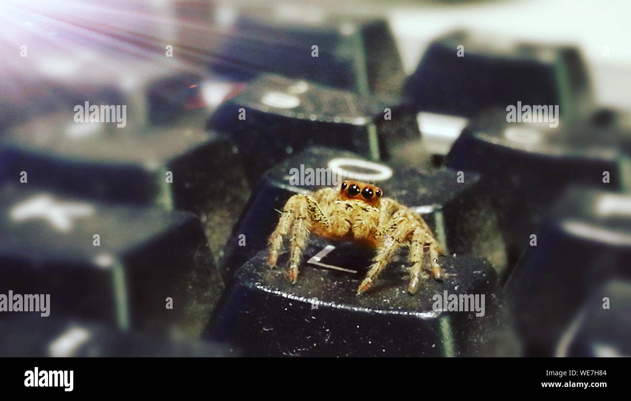 Button spider hi-res stock photography and images - Alamy