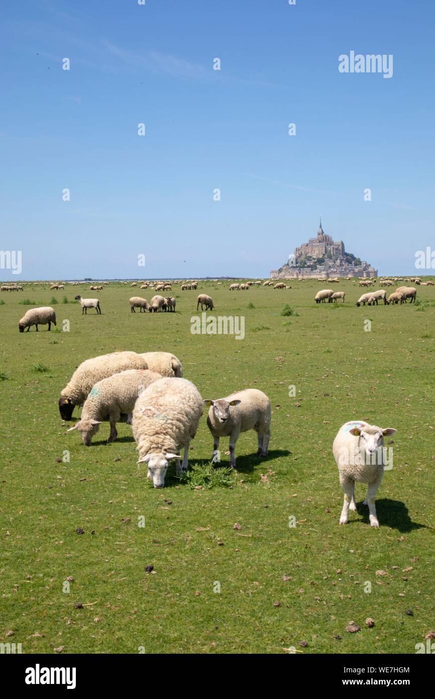 Types of sheep hi-res stock photography and images - Alamy