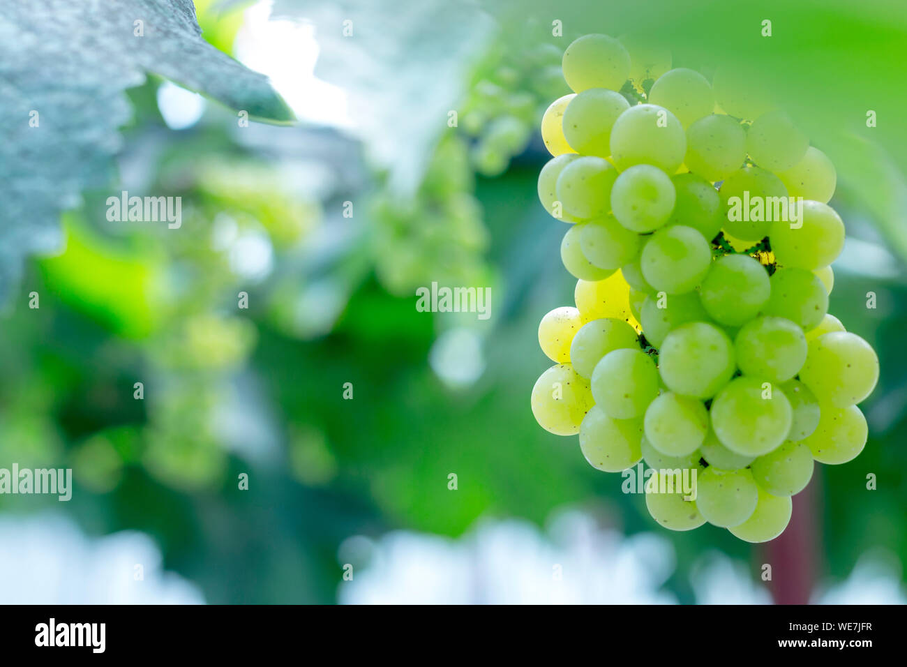 Grapes on the tree hi-res stock photography and images - Alamy