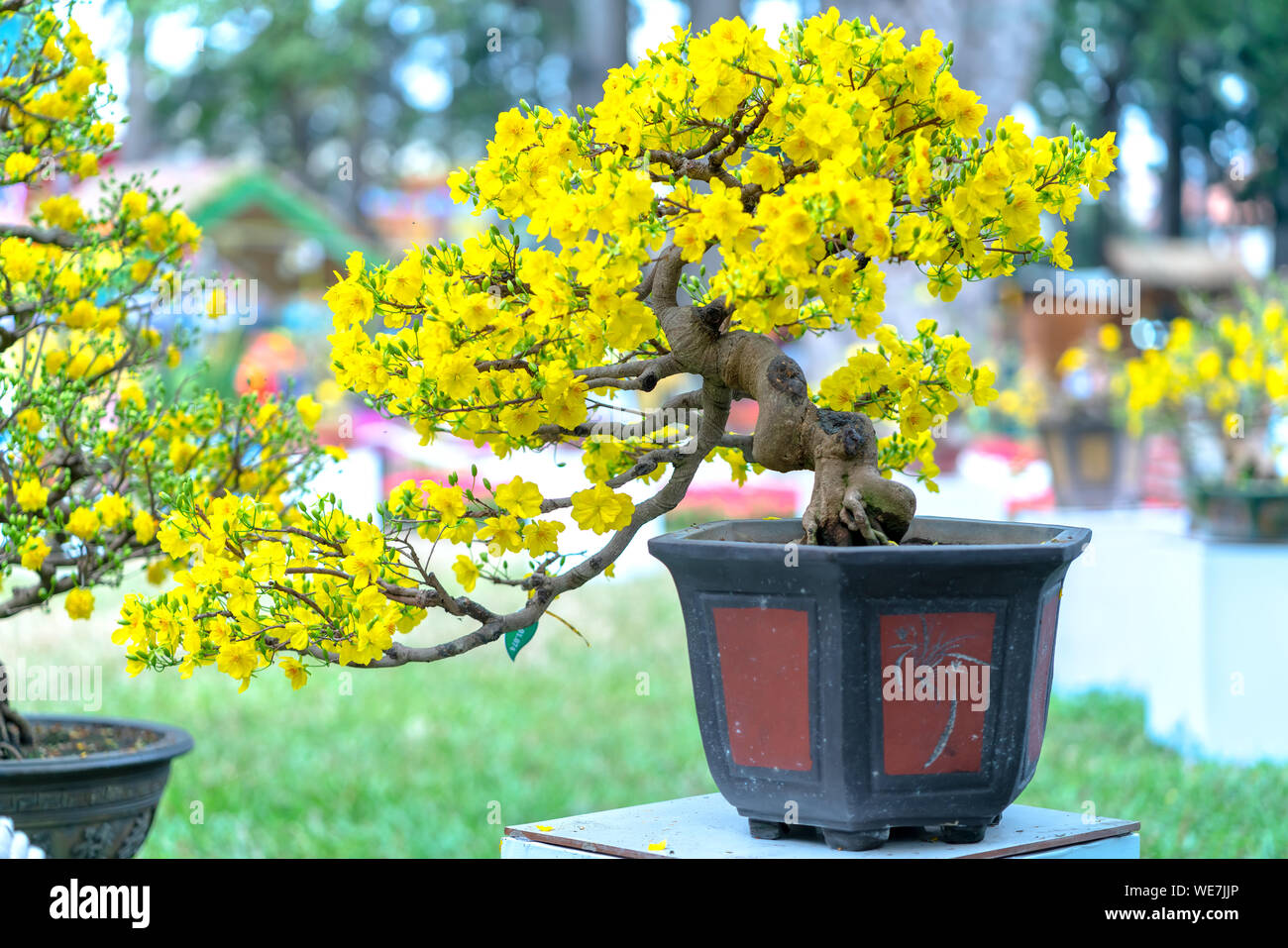 Apricot bonsai tree blooming with yellow flowering branches curving ...