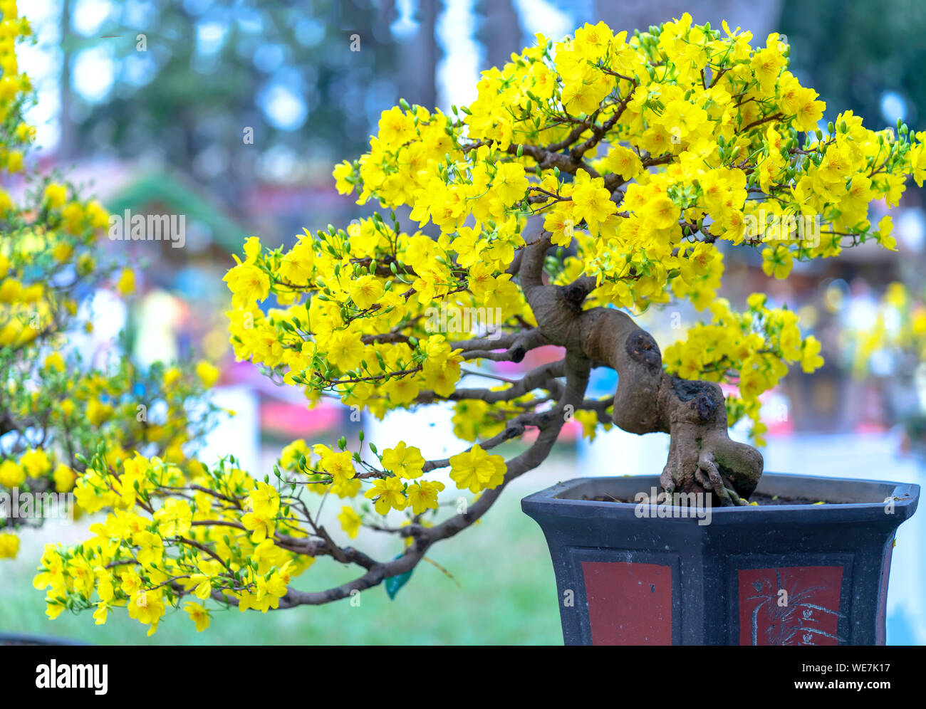 Yellow flowering bonsai tree hi-res stock photography and images - Alamy