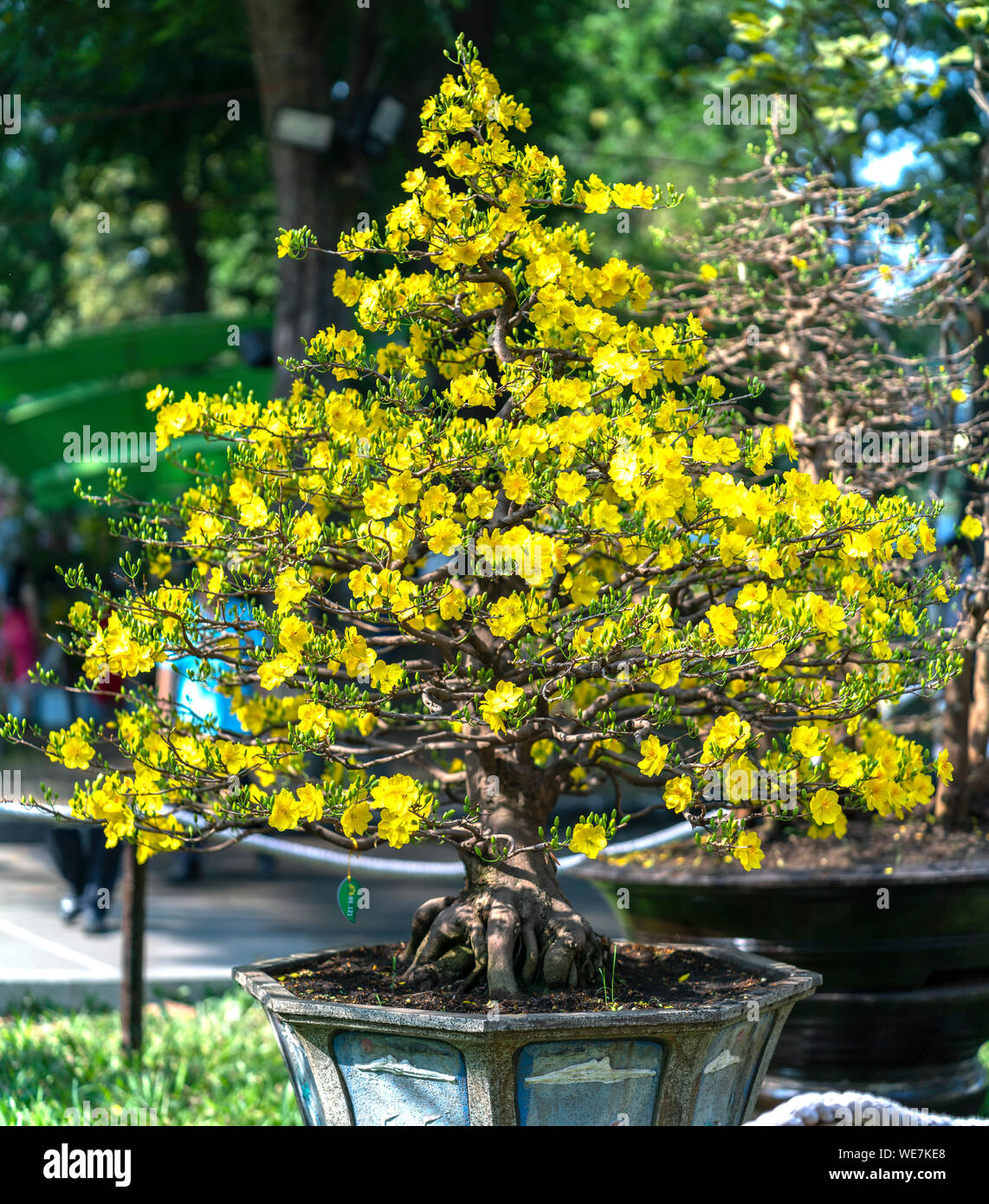 Apricot bonsai tree blooming with yellow flowering branches curving ...