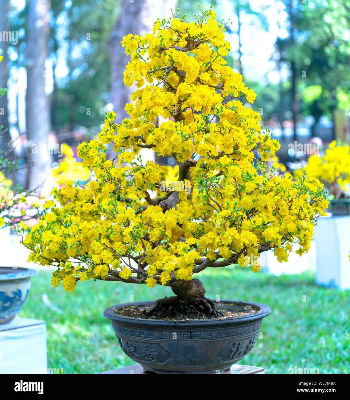 Apricot bonsai tree blooming with yellow flowering branches curving ...