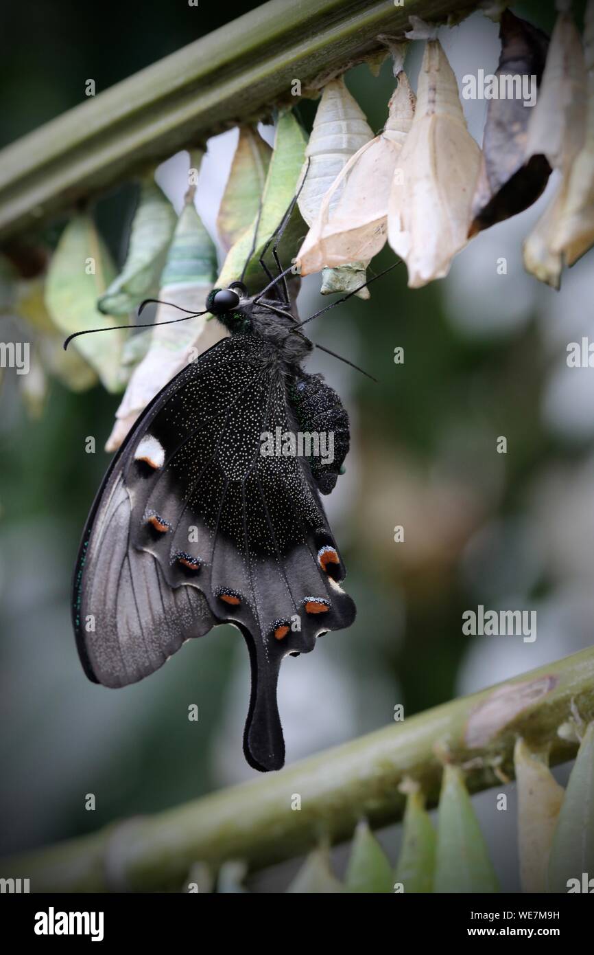 Butterfly Coming Out Of Cocoon High Resolution Stock Photography and ...