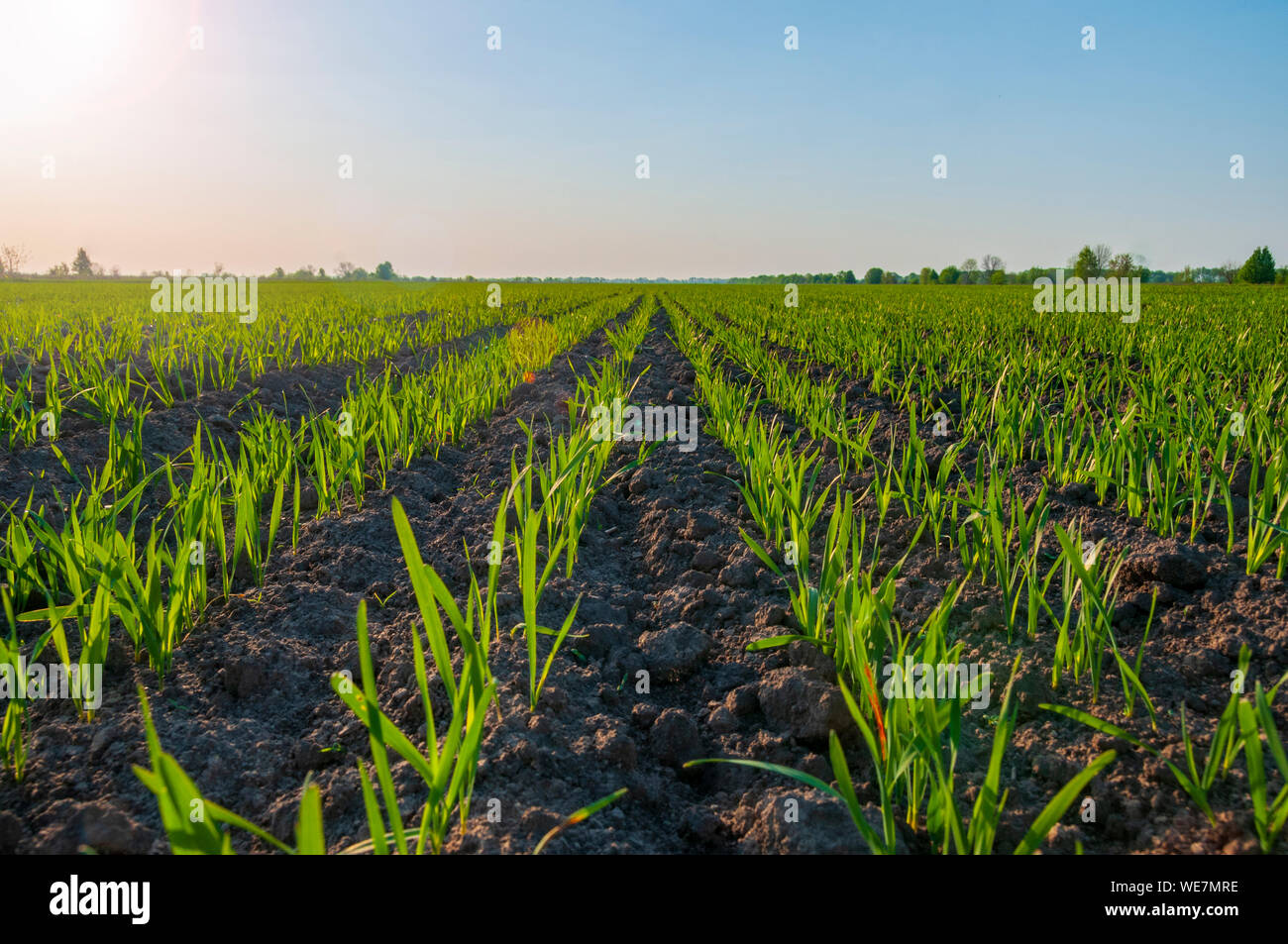 Green wheat field in the early spring with rows of fresh sprouts Stock ...