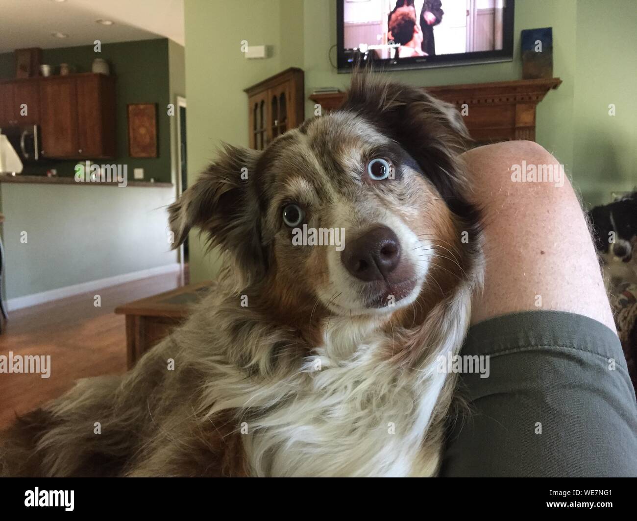 Man With Dog On His Lap High Resolution Stock Photography and Images ...