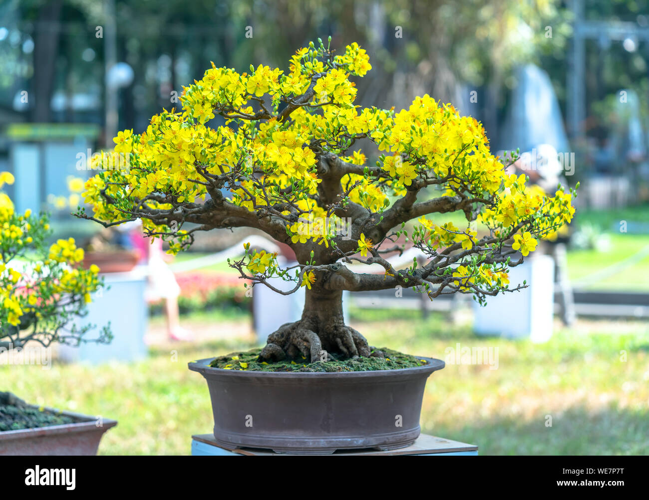 Apricot bonsai tree blooming with yellow flowering branches curving ...