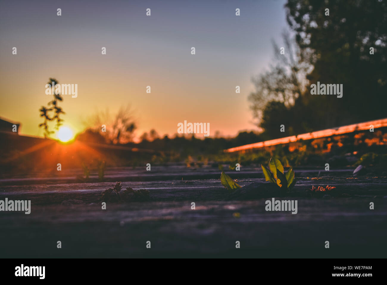 Sunset with trees detail hi-res stock photography and images - Alamy