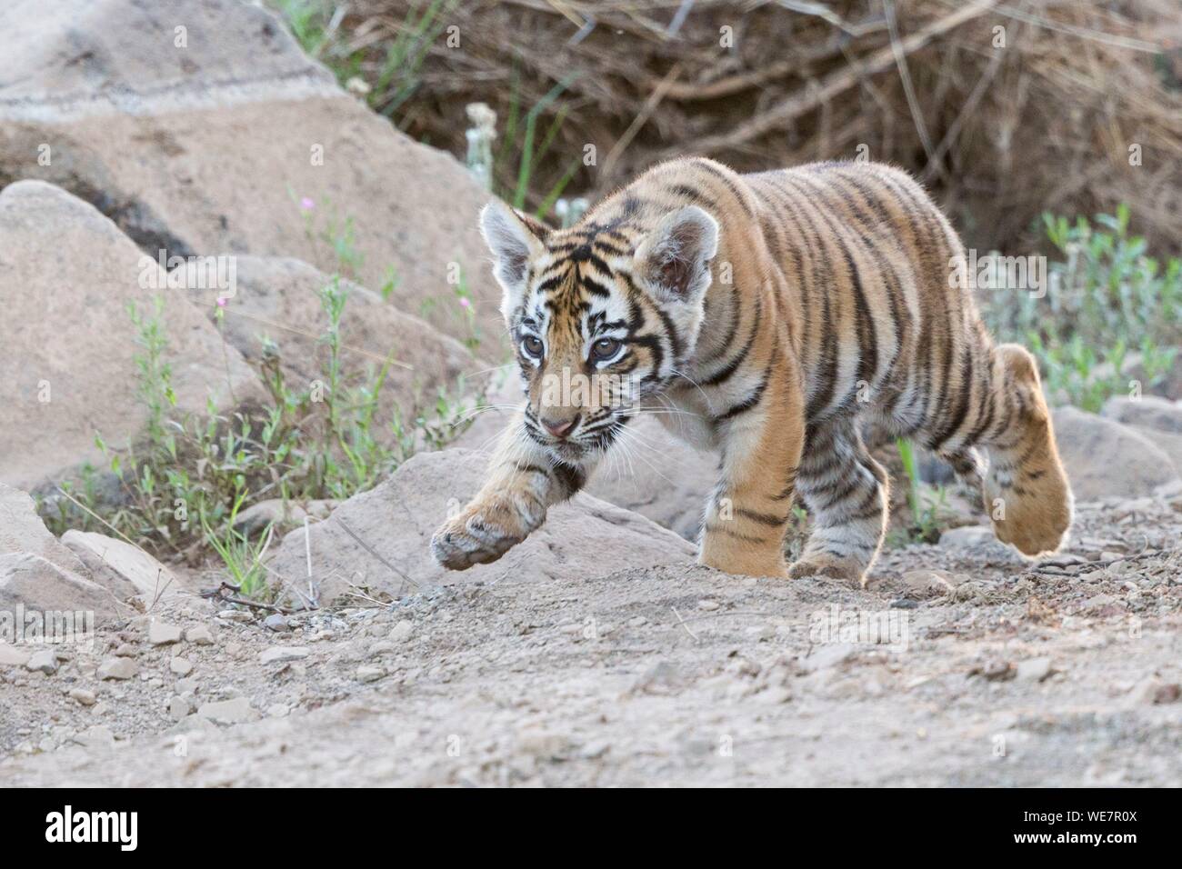 How Much Does A Tiger Cost In South Africa at Noah Stretch blog