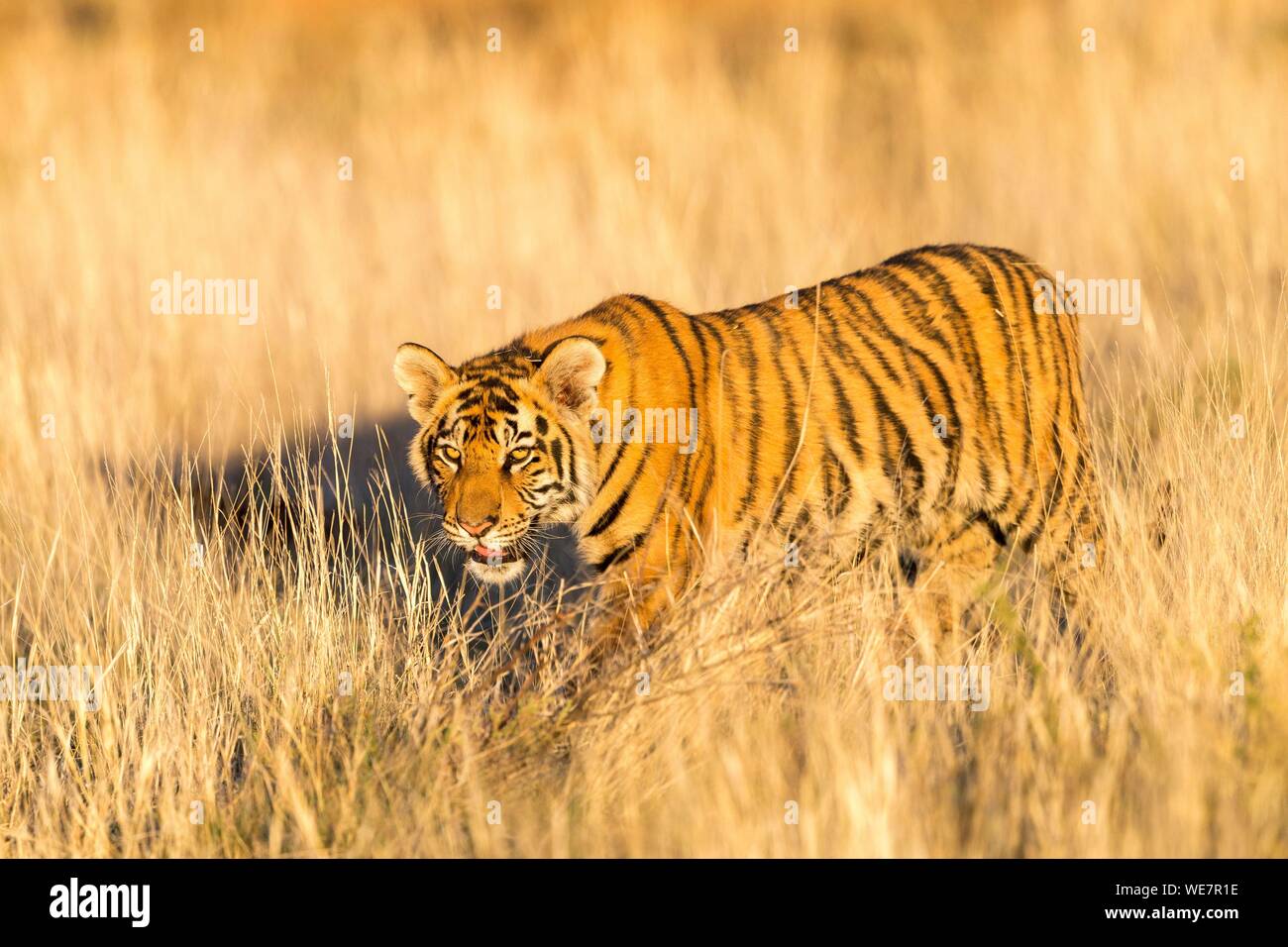 South Africa, Private reserve, Asian (Bengal) Tiger (Panthera tigris ...