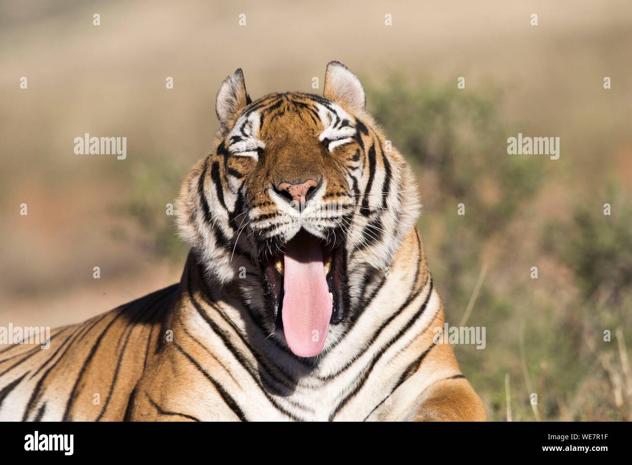 South Africa, Private reserve, Asian (Bengal) Tiger (Panthera tigris ...