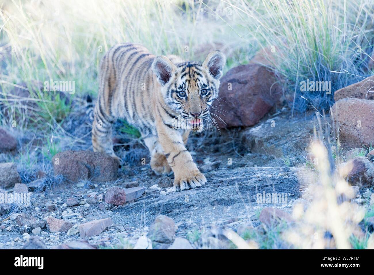 South Africa, Private reserve, Asian (Bengal) Tiger (Panthera tigris ...