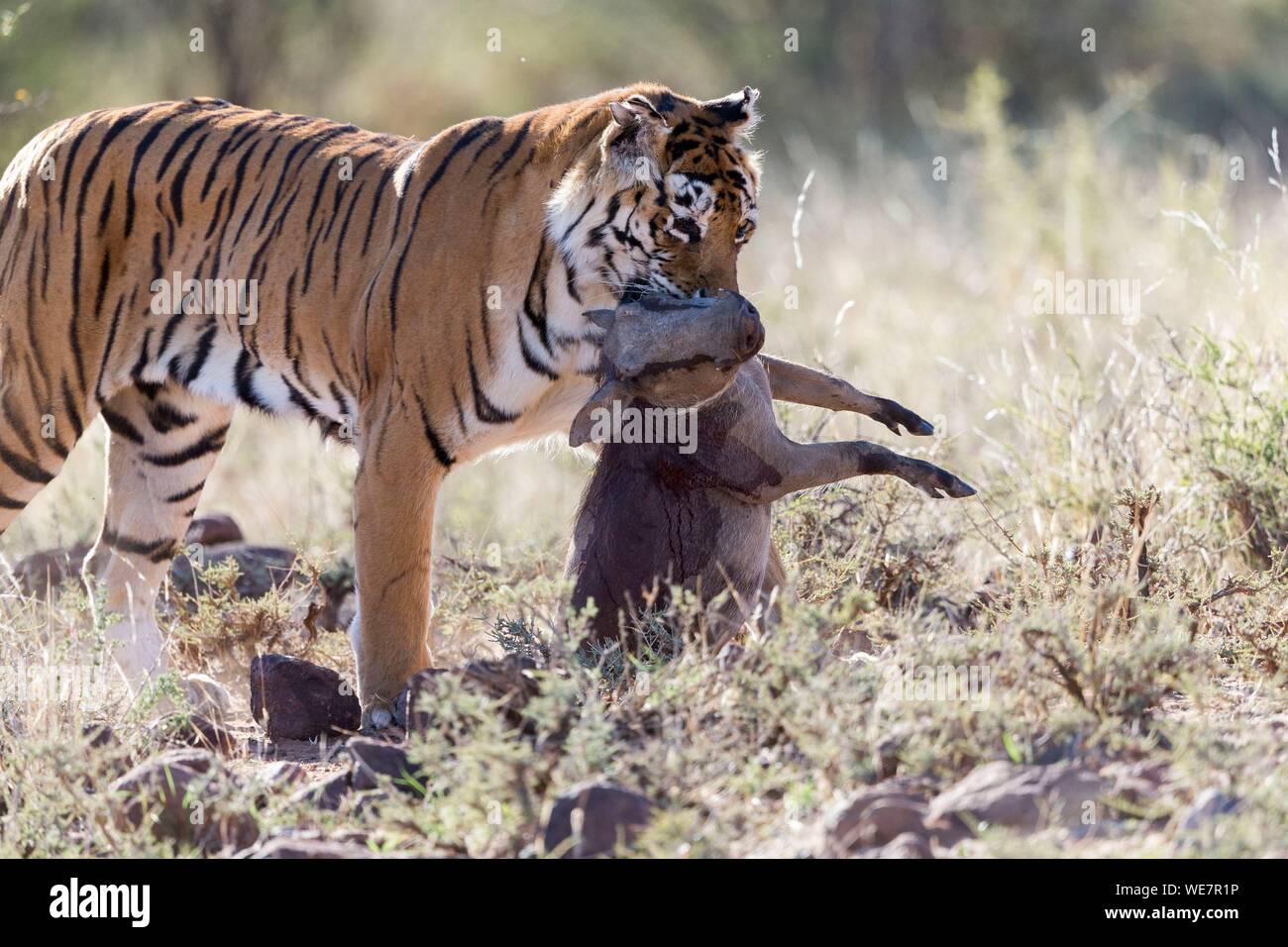 South Africa, Private reserve, Asian (Bengal) Tiger (Panthera tigris tigris), female adult with ...