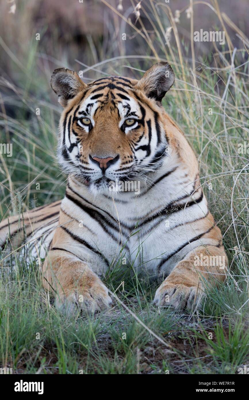 South Africa, Private reserve, Asian (Bengal) Tiger (Panthera tigris ...