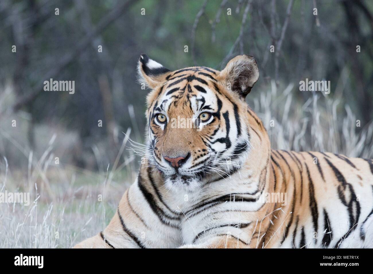 South Africa, Private reserve, Asian (Bengal) Tiger (Panthera tigris ...
