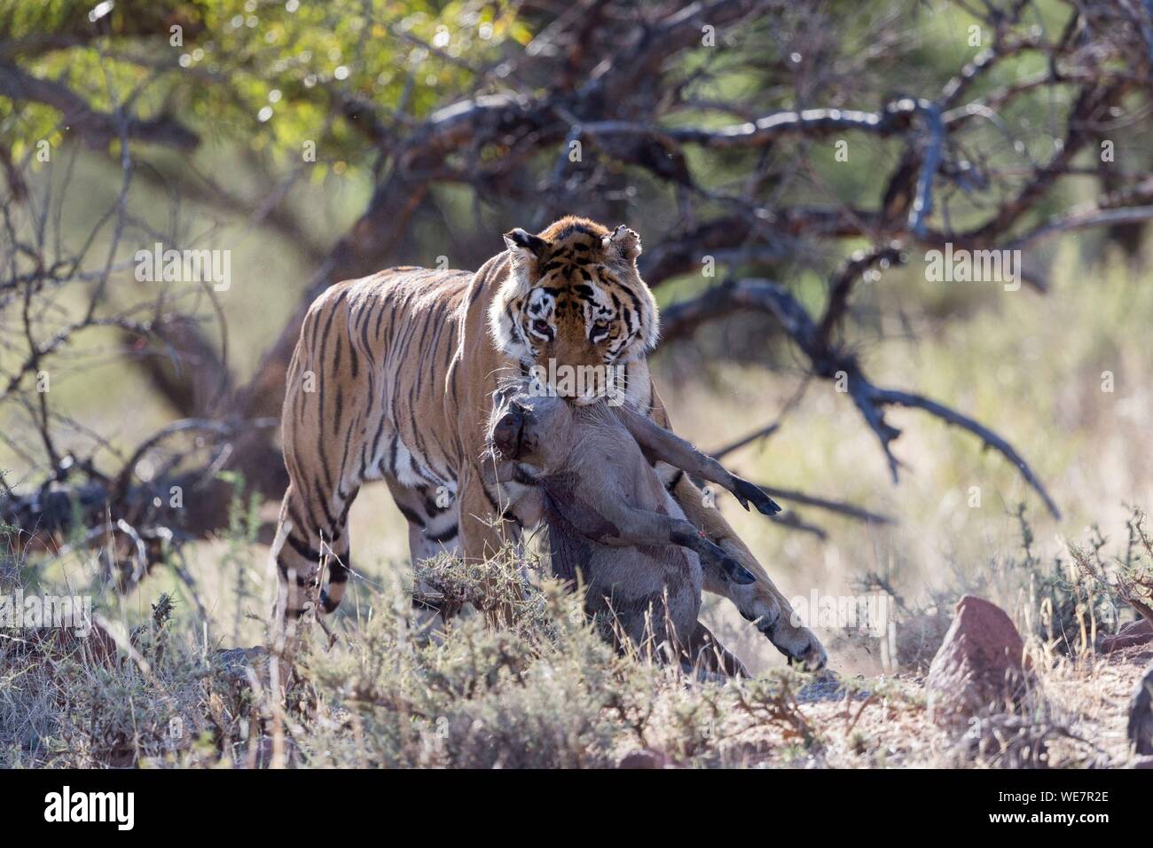 South Africa, Private reserve, Asian (Bengal) Tiger (Panthera tigris ...