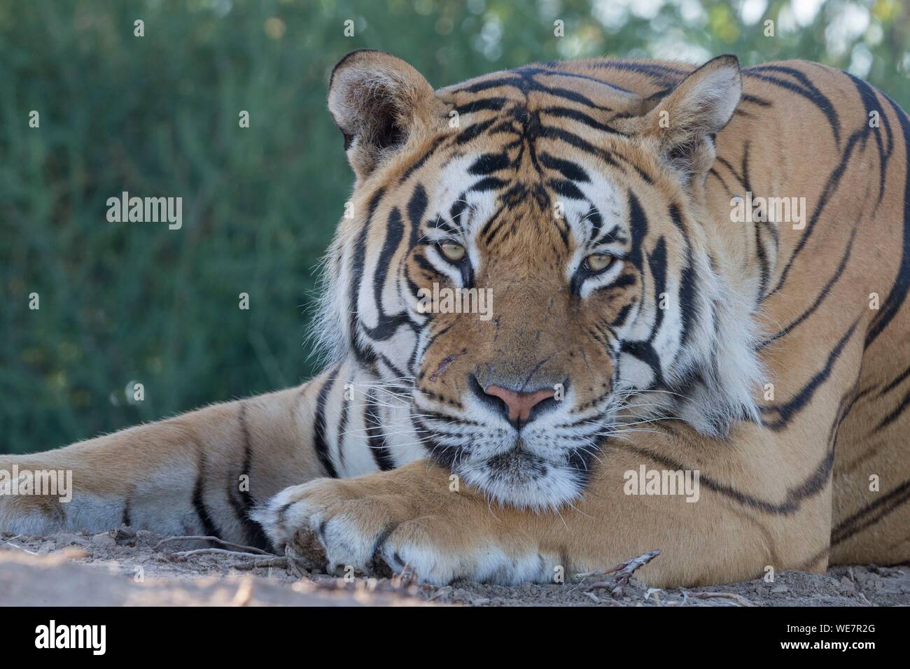 South Africa, Private reserve, Asian (Bengal) Tiger (Panthera tigris ...