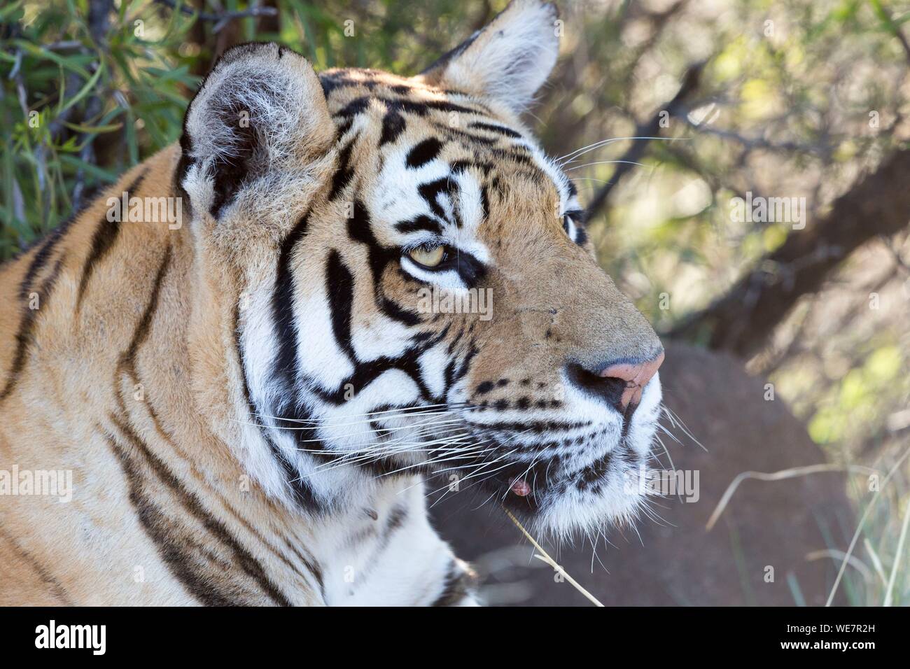 South Africa, Private reserve, Asian (Bengal) Tiger (Panthera tigris ...
