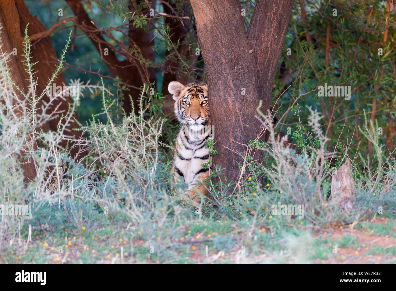 How Much Does A Tiger Cost In South Africa at Noah Stretch blog