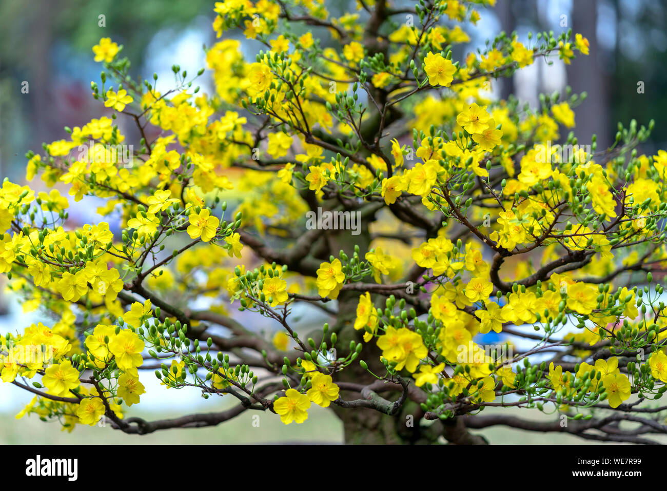 Yellow flowering bonsai tree hi-res stock photography and images - Alamy