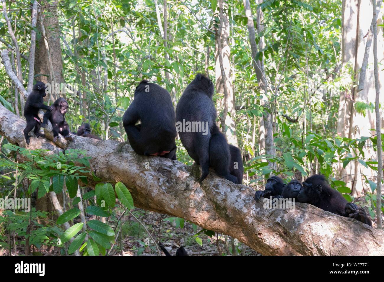Indonesia, Celebes, Sulawesi, Tangkoko National Park, Celebes crested ...