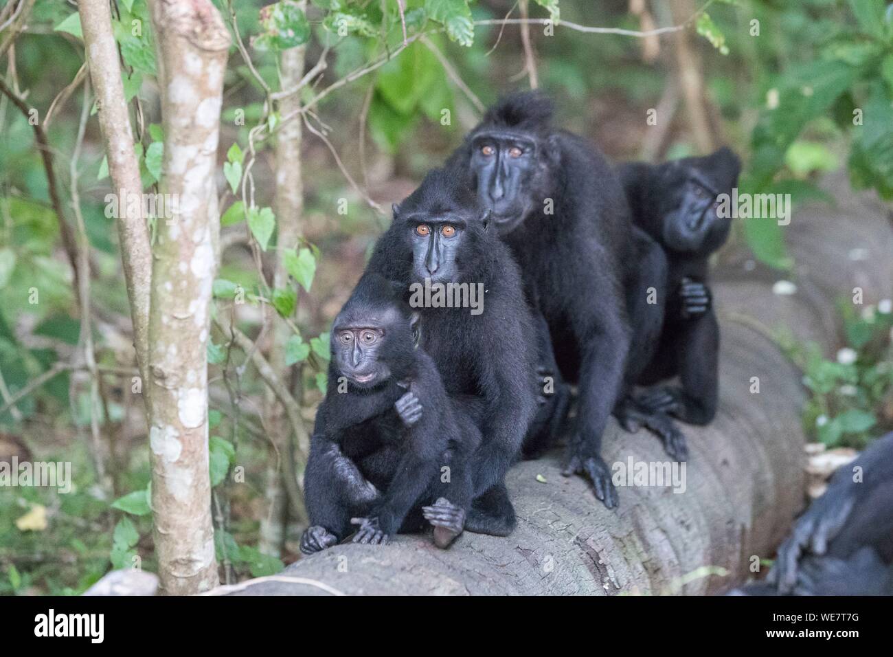 Crested Black Macaque Mating