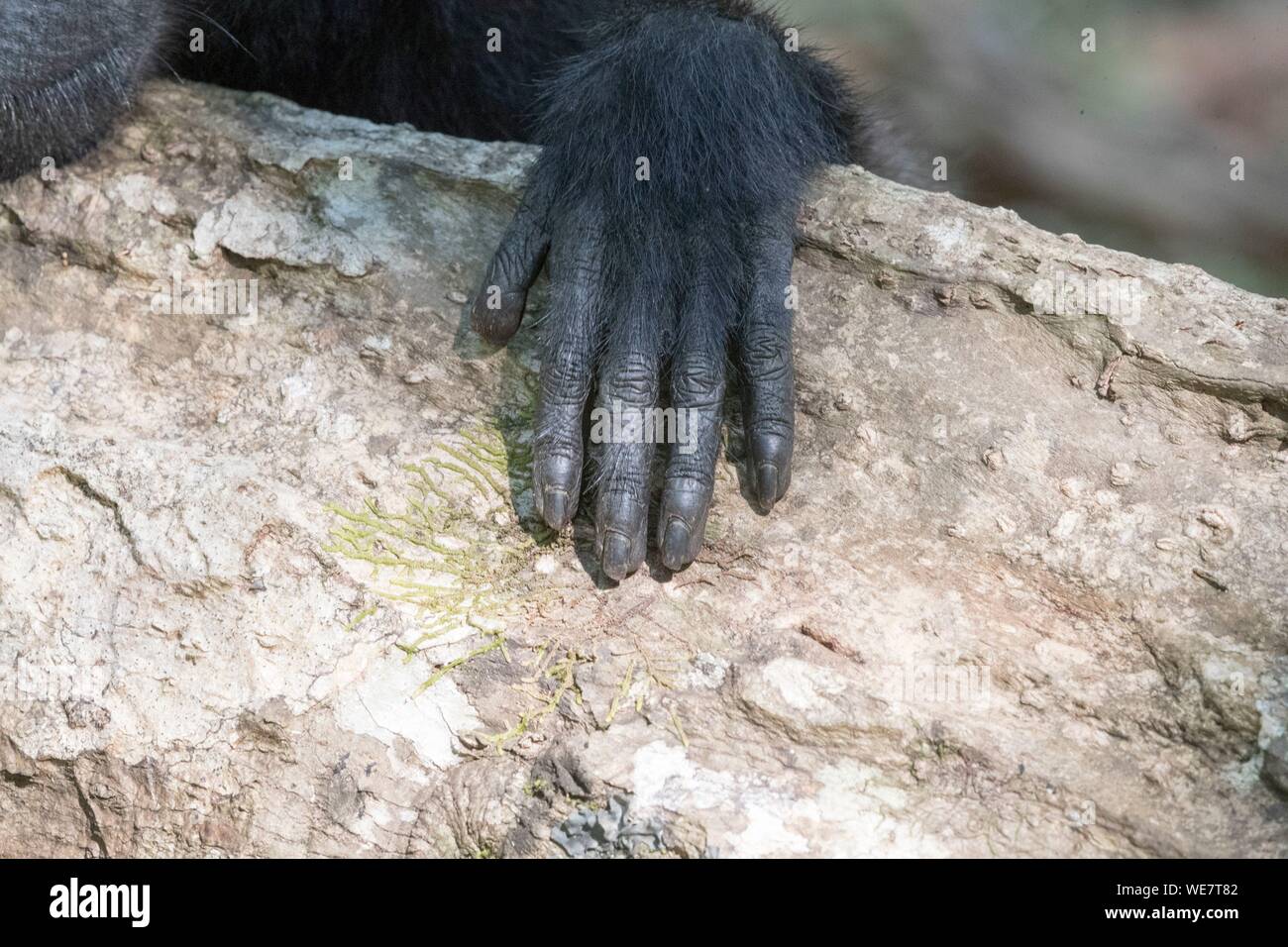 Macaca nigra hand hi-res stock photography and images - Alamy