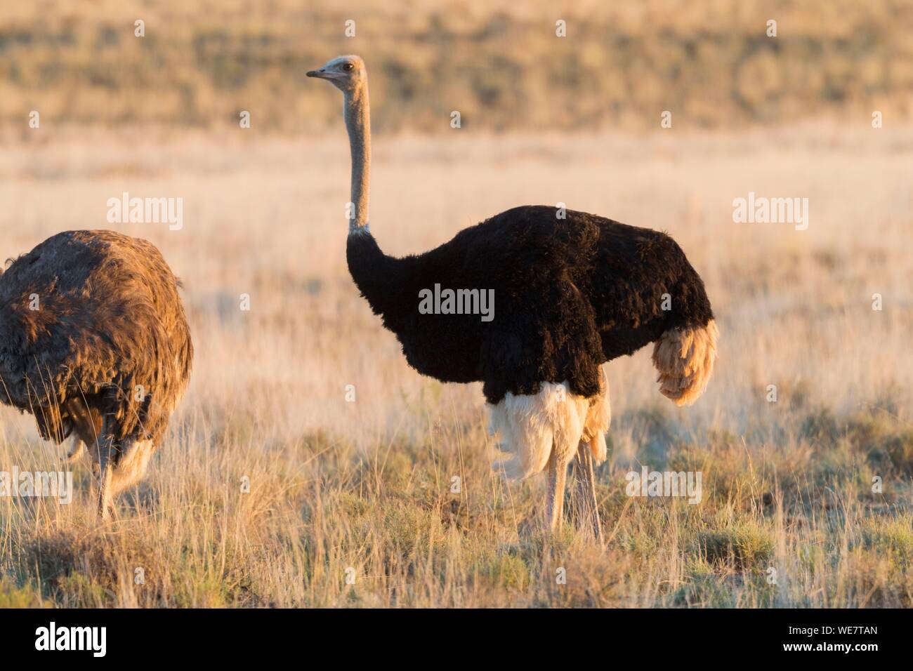 South Africa, Upper Karoo, Ostrich or common ostrich (Struthio camelus ...