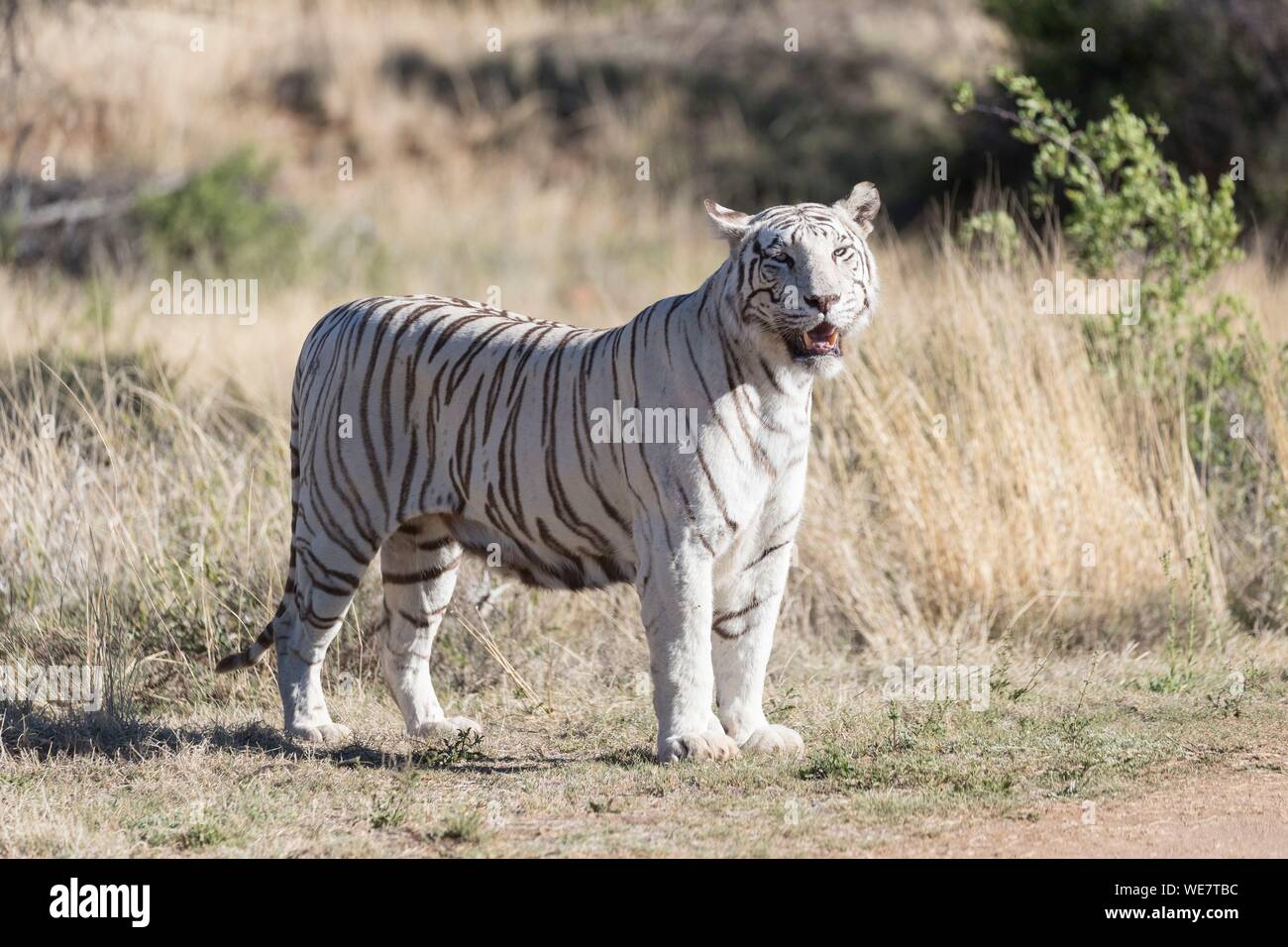 South Africa, Private reserve, Asian (Bengal) Tiger (Panthera tigris ...