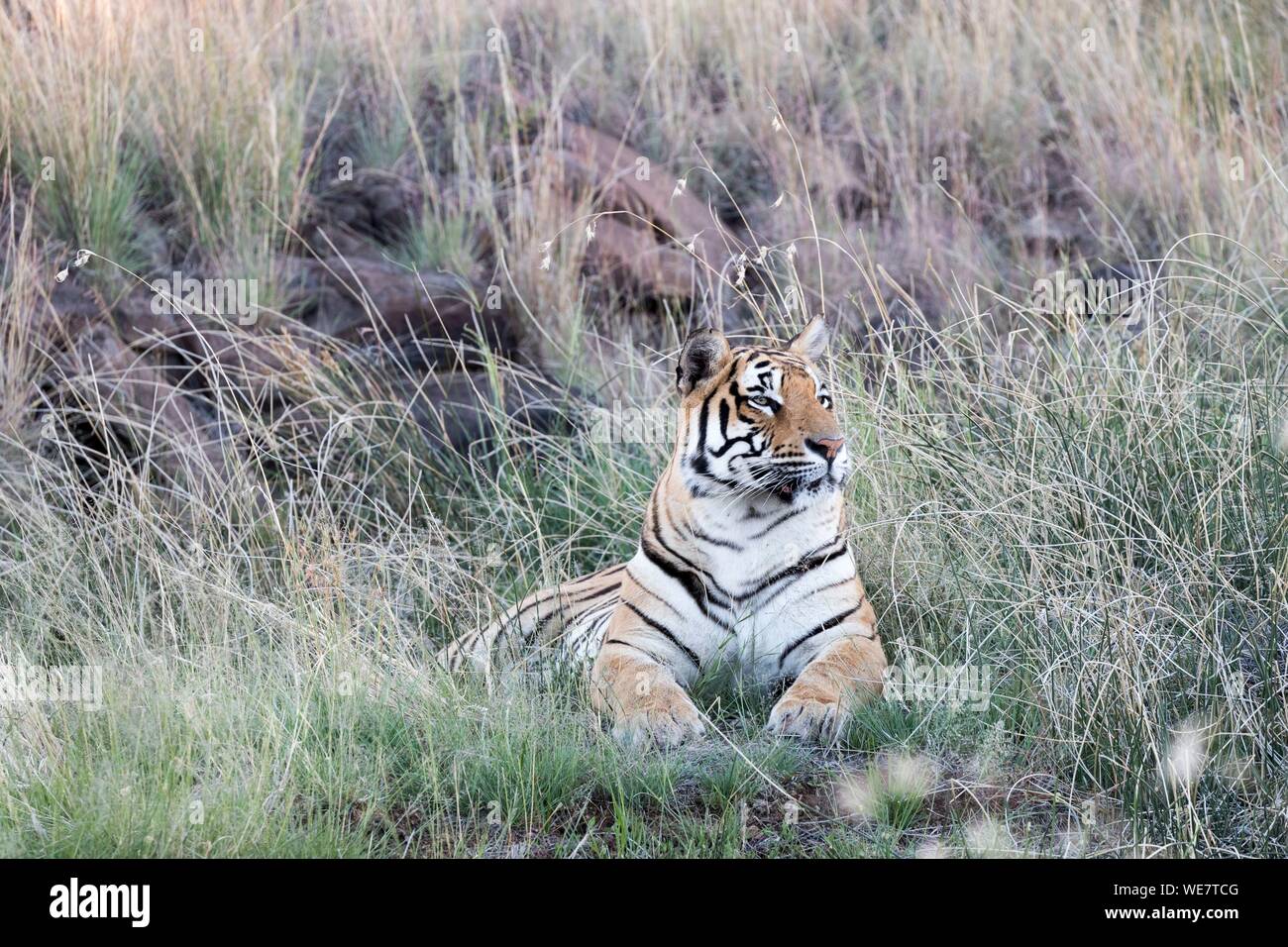 South Africa, Private reserve, Asian (Bengal) Tiger (Panthera tigris ...
