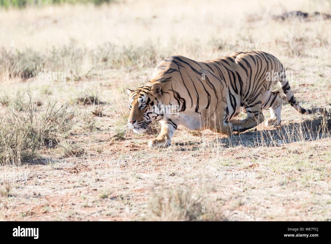 How Much Does A Tiger Cost In South Africa at Noah Stretch blog