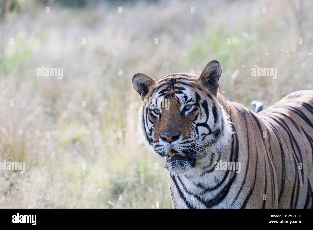 South Africa, Private reserve, Asian (Bengal) Tiger (Panthera tigris ...