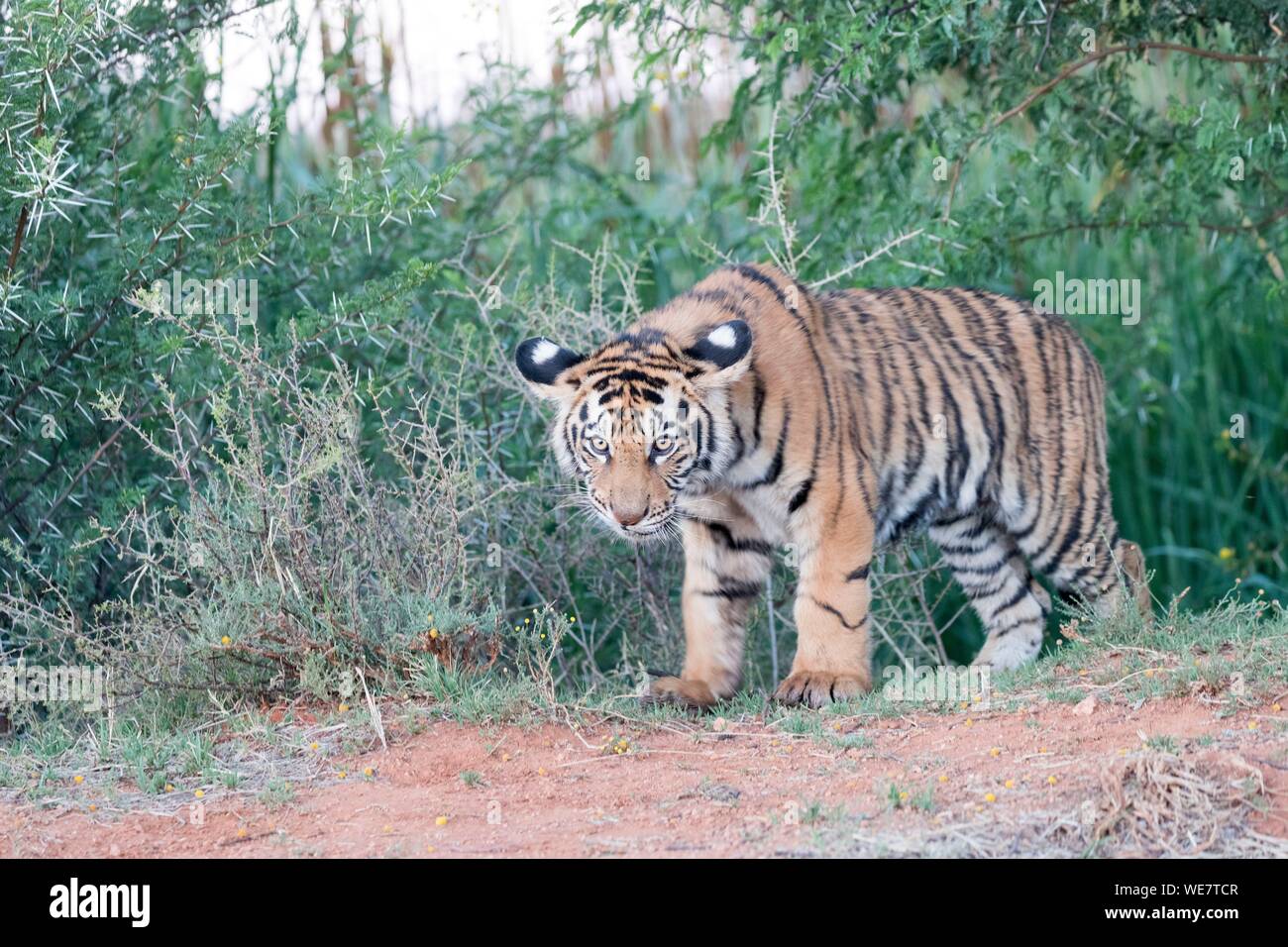 South Africa, Private reserve, Asian (Bengal) Tiger (Panthera tigris ...
